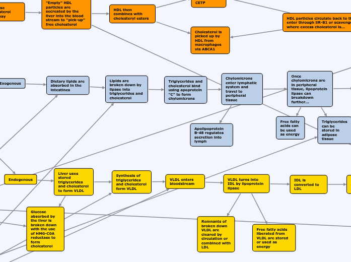 Lipid Metabolism - Mind Map